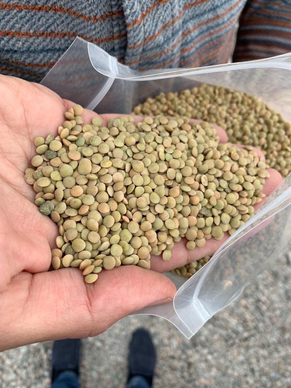 Green Lentil - Sum Trade Corp